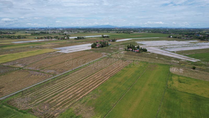 The Paddy Rice Fields of Kedah, Malaysia Stock Photo - Image of golden ...