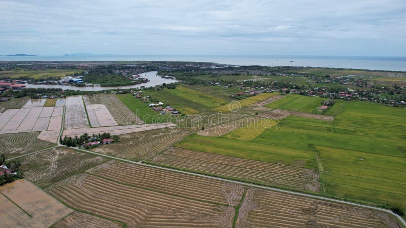 The Paddy Rice Fields of Kedah, Malaysia Stock Image - Image of asia ...