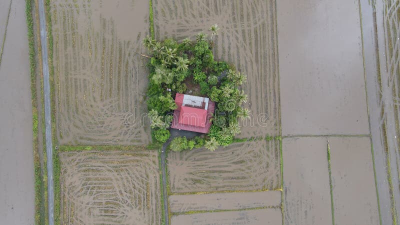 The Paddy Rice Fields of Kedah, Malaysia Stock Image - Image of farming ...
