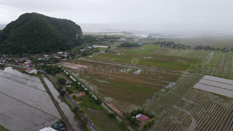 The Paddy Rice Fields of Kedah, Malaysia Stock Image - Image of aerial ...