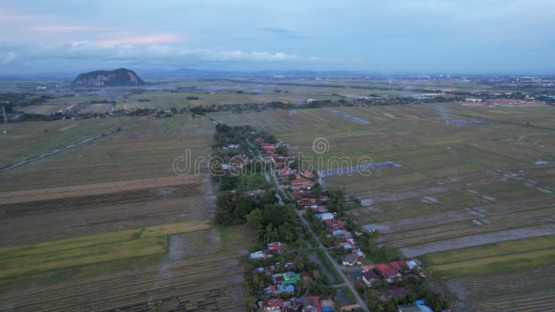 The Paddy Rice Fields of Kedah, Malaysia Stock Photo - Image of asia ...