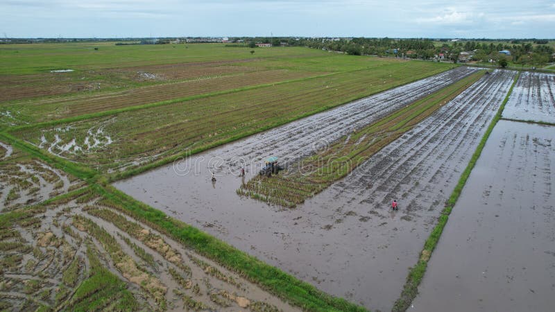 The Paddy Rice Fields of Kedah, Malaysia Stock Photo - Image of farming ...