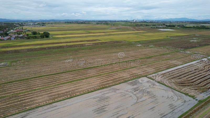 The Paddy Rice Fields of Kedah, Malaysia Stock Image - Image of perlis ...