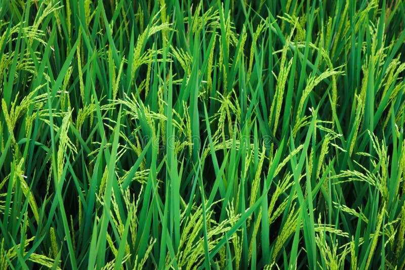 Paddy Rice Field stock image. Image of field, farm, agriculture - 137893545