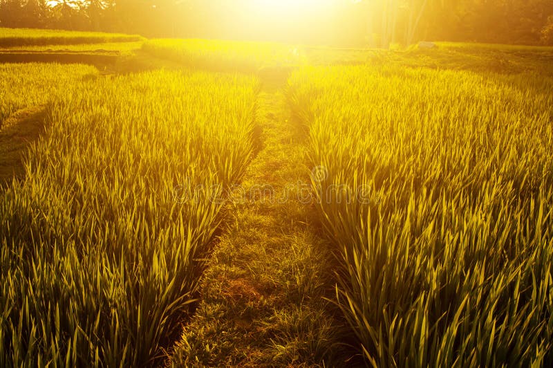 Terrace rice fields stock image. Image of growth, field - 10927543