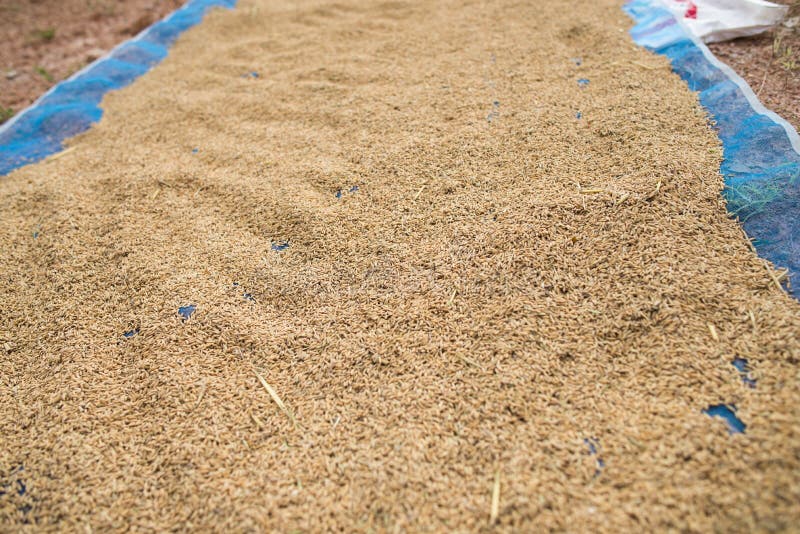 A Rice Floor, and a Broccoli, Imitating a Playground Stock Image ...