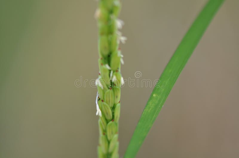 Paddy rice are flowering stock photo. Image of fall, golden - 38155610