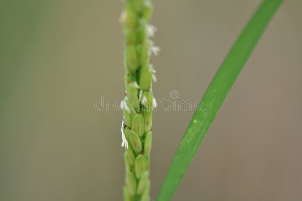 Paddy rice are flowering stock photo. Image of fall, golden - 38155610