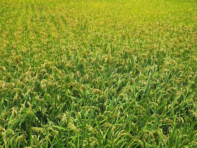 Paddy rice stock image. Image of food, idyllic, countryside - 122471471