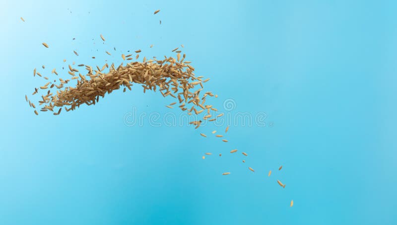 Farmer Scatter Paddy White Rice Grain Fly in Harvest Field. Yellow ...