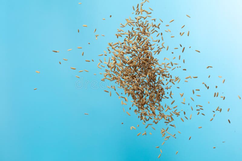 Farmer Scatter Paddy White Rice Grain Fly in Harvest Field. Yellow ...