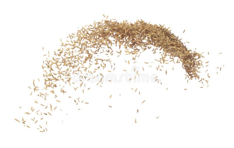 Paddy Rice Grain Fly in Mid Air. Yellow Golden Paddy Rice Falling ...