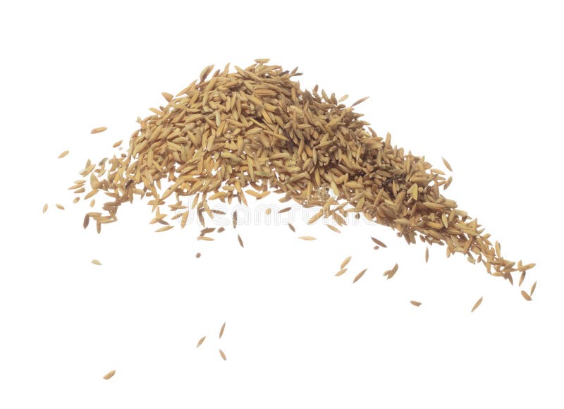 Paddy Rice Grain Fly in Mid Air. Yellow Golden Paddy Rice Falling ...