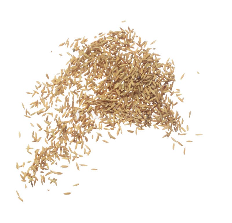 Paddy Rice Grain Fly in Mid Air. Yellow Golden Paddy Rice Falling ...
