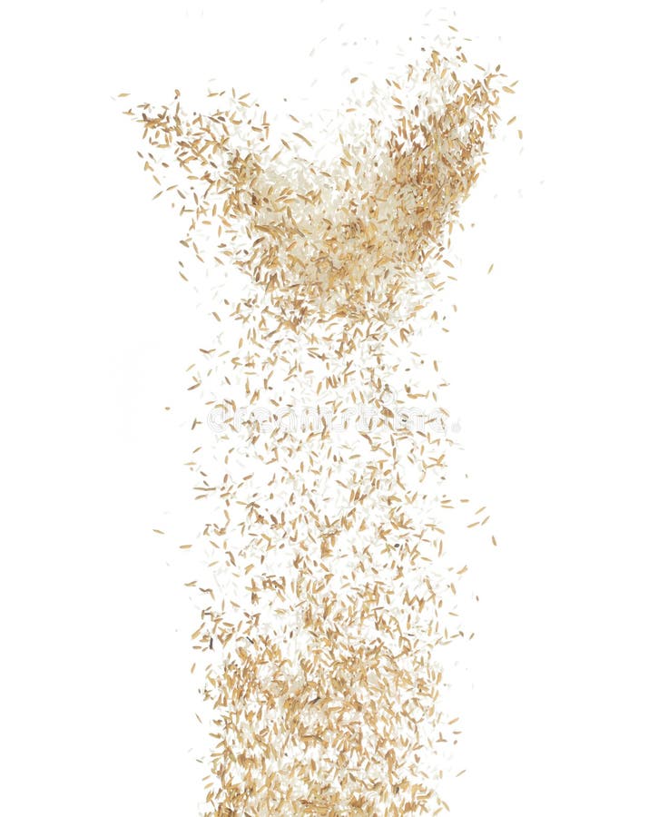 Paddy Rice Grain Fly in Mid Air. Yellow Golden Paddy Rice Falling ...
