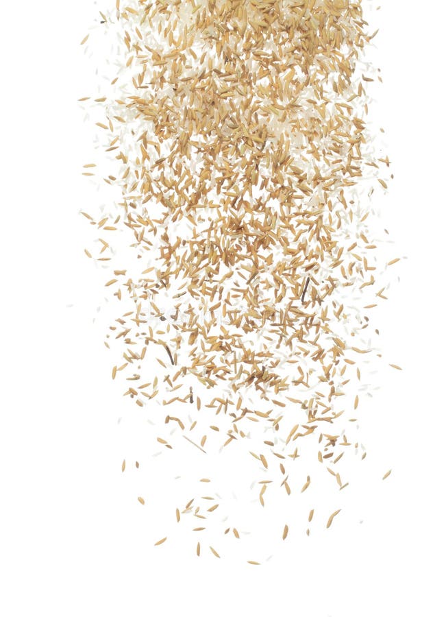 Paddy Rice Grain Fly in Mid Air. Yellow Golden Paddy Rice Falling ...