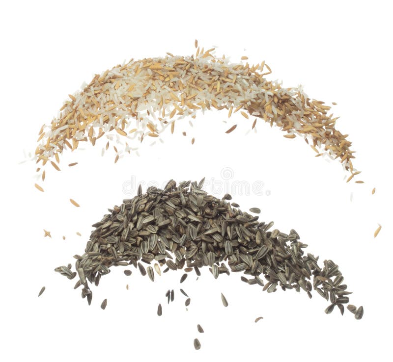 Paddy Rice Grain Fly in Mid Air. Yellow Golden Paddy Rice Falling ...