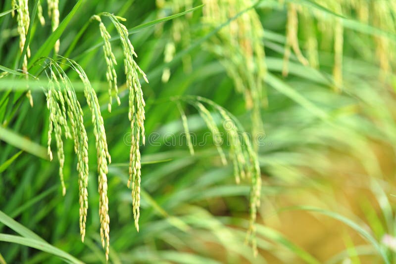 Paddy rice stock image. Image of close, farming, harvest - 39458485