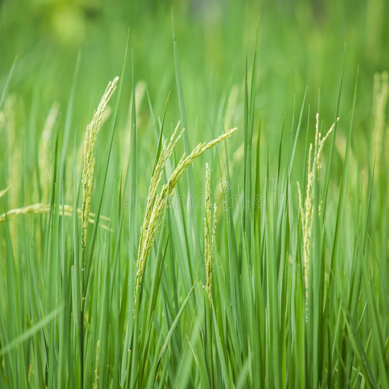 Green rice paddy plant stock photo. Image of natural - 23377888