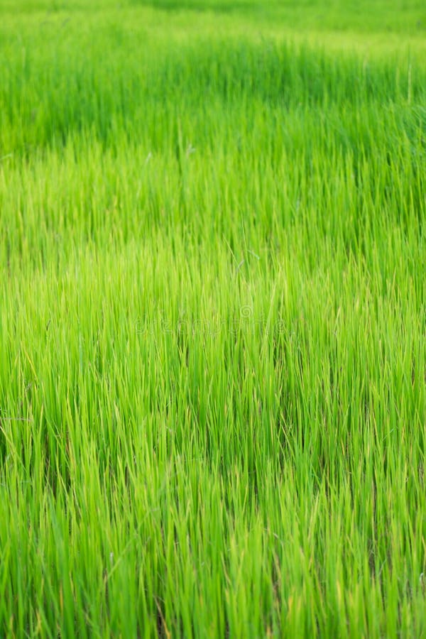 Paddy rice stock image. Image of natural, landscape, agriculture - 25838237