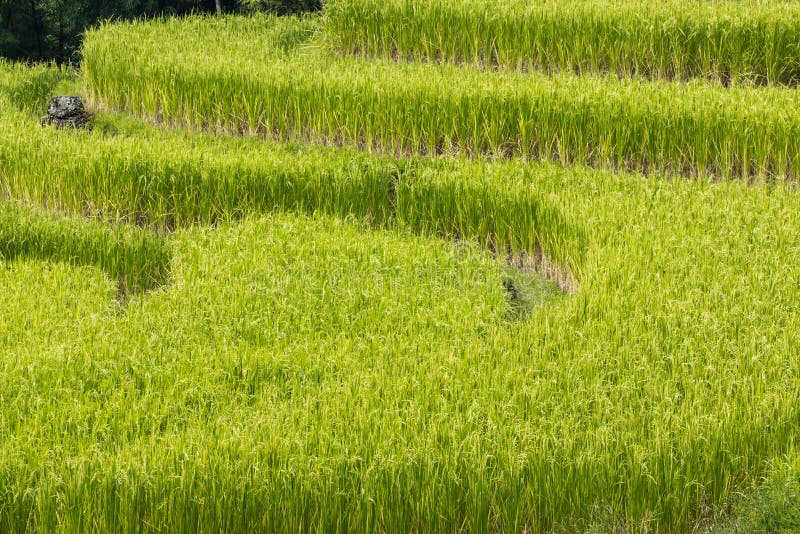 Paddy rice stock image. Image of agriculture, leaf, crop - 45990893