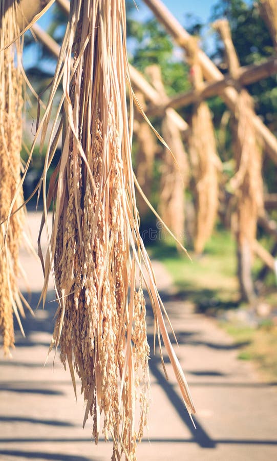 Paddy Rice Hanging on Bamboo Arch Stock Photo - Image of arch, paddy ...