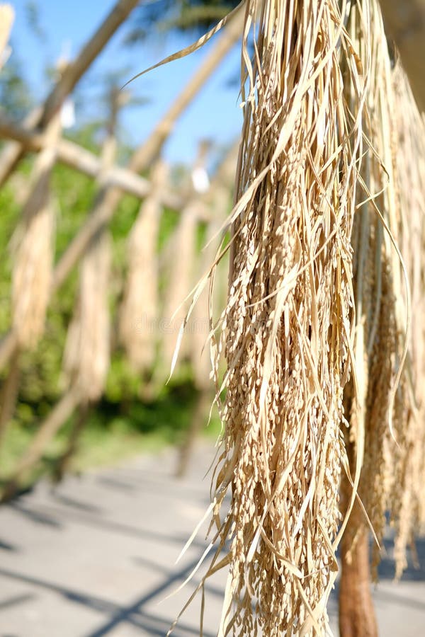 Paddy Rice Hanging Bamboo Arch Stock Photos - Free & Royalty-Free Stock ...
