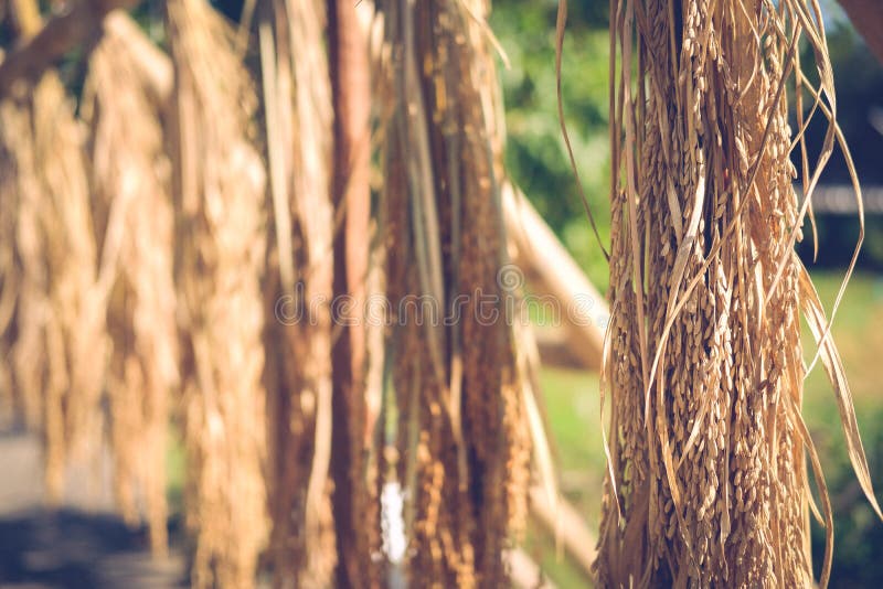 Paddy Rice Hanging on Bamboo Arch Stock Photo - Image of cereal, seed ...