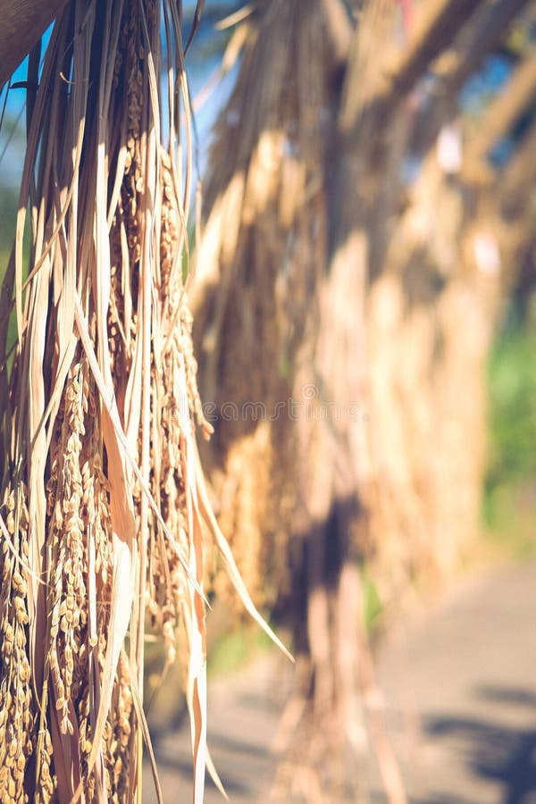 Paddy Rice Hanging on Bamboo Arch Stock Photo - Image of harvest, food ...
