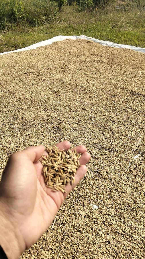 Paddy Rice Harvest Drying Rice Rice Fruit Stock Image - Image of ...
