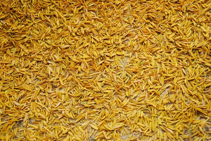 Paddy Rice Harvesting stock image. Image of paddy, abstract - 17802803