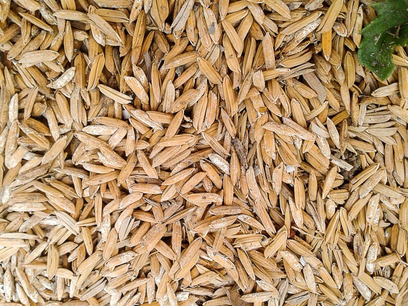 3,175 Husk Paddy Stock Photos - Free & Royalty-Free Stock Photos from ...