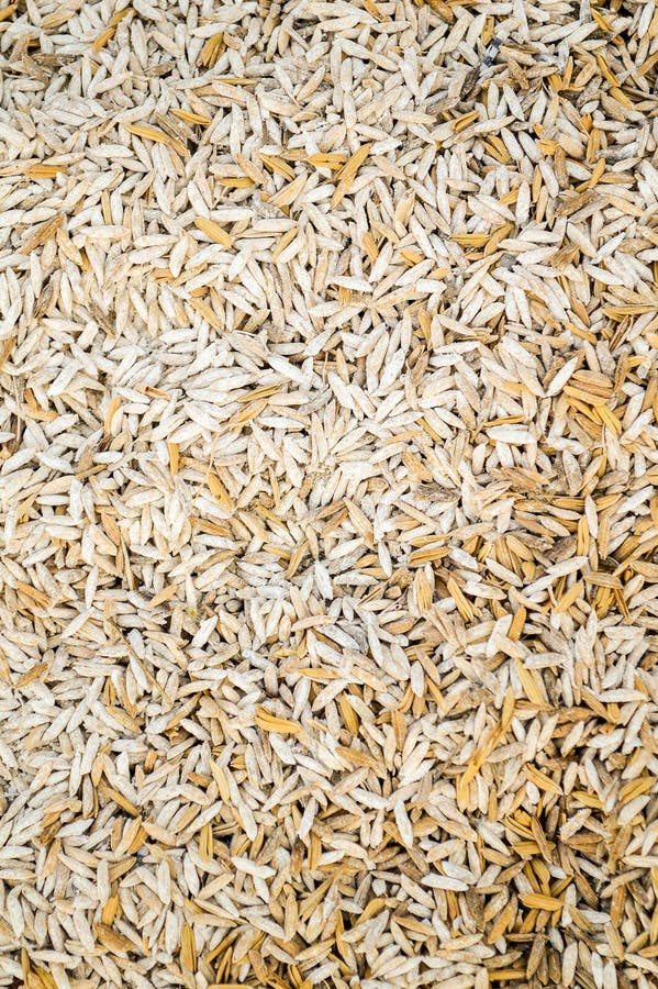 Paddy rice husk stock photo. Image of seed, rice, agricultire - 55664612