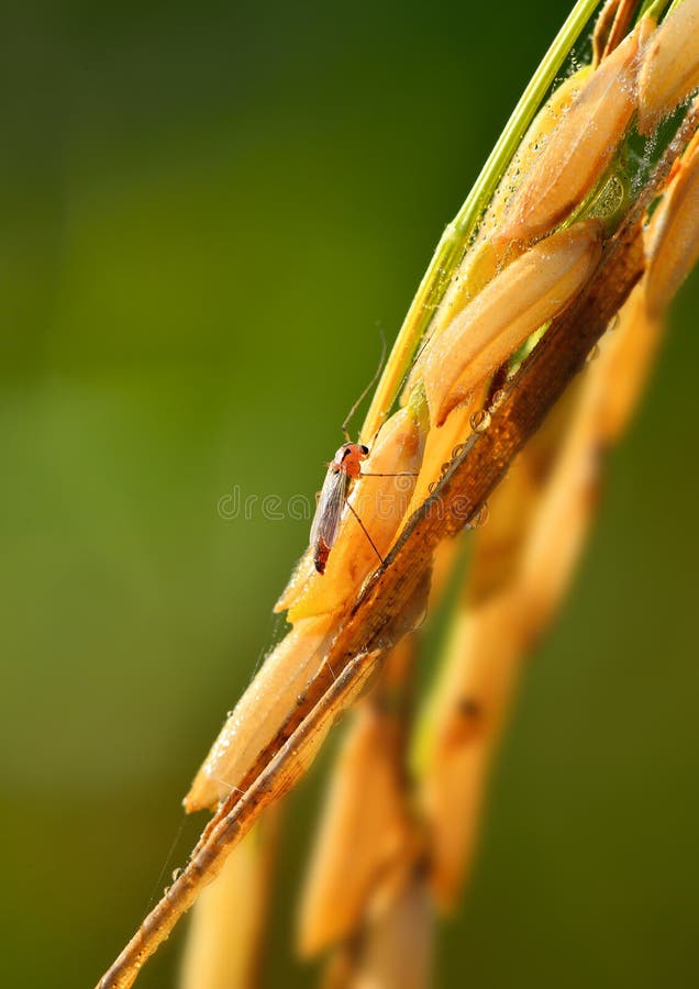 A Insect On Row Paddy Isolated On White Stock Image - Image of grain ...