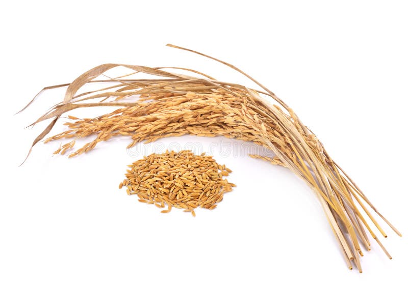 2,534 Paddy Rice Grain Isolated White Background Stock Photos - Free ...
