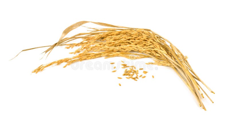 Paddy Rice Isolated on White Background Stock Photo - Image of field ...