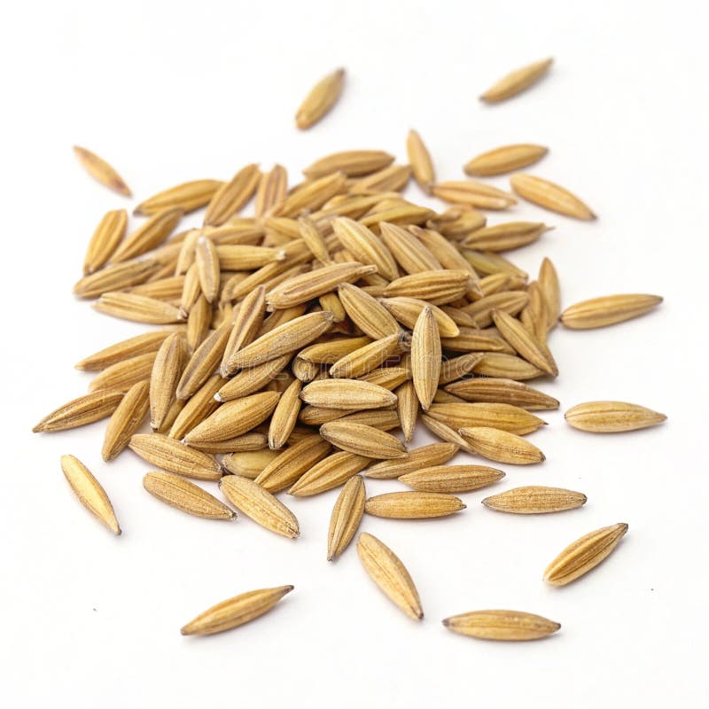 Paddy Rice Isolated on White Background Stock Photo - Image of grain ...