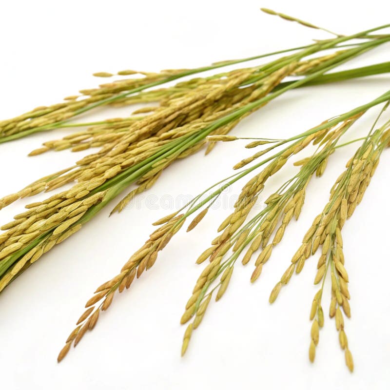 Paddy Rice Isolated on White Background Stock Illustration ...