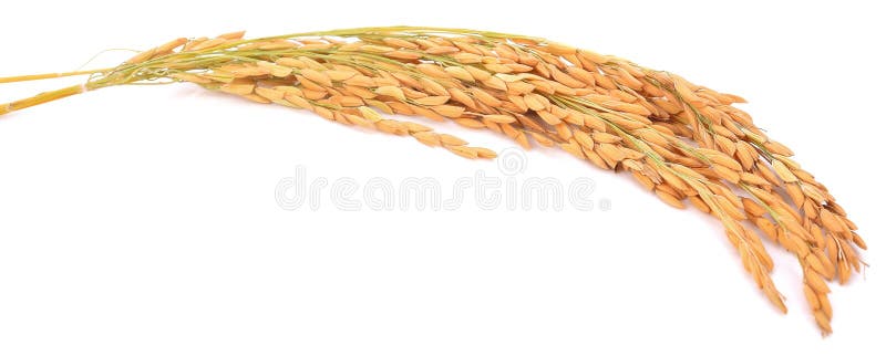 Paddy Yellow Rice Plant Isolate on White Background Stock Image - Image ...