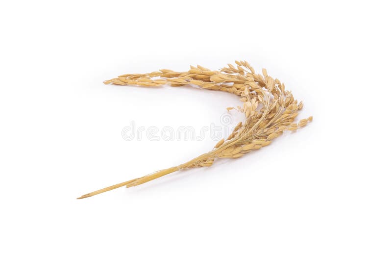 Paddy Rice Isolated on White Background Stock Image - Image of field ...