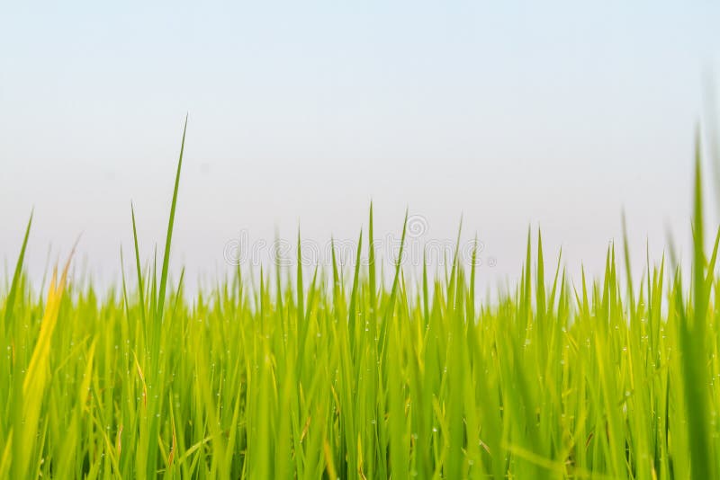Paddy rice leaf stock photo. Image of cultivate, background - 93347932