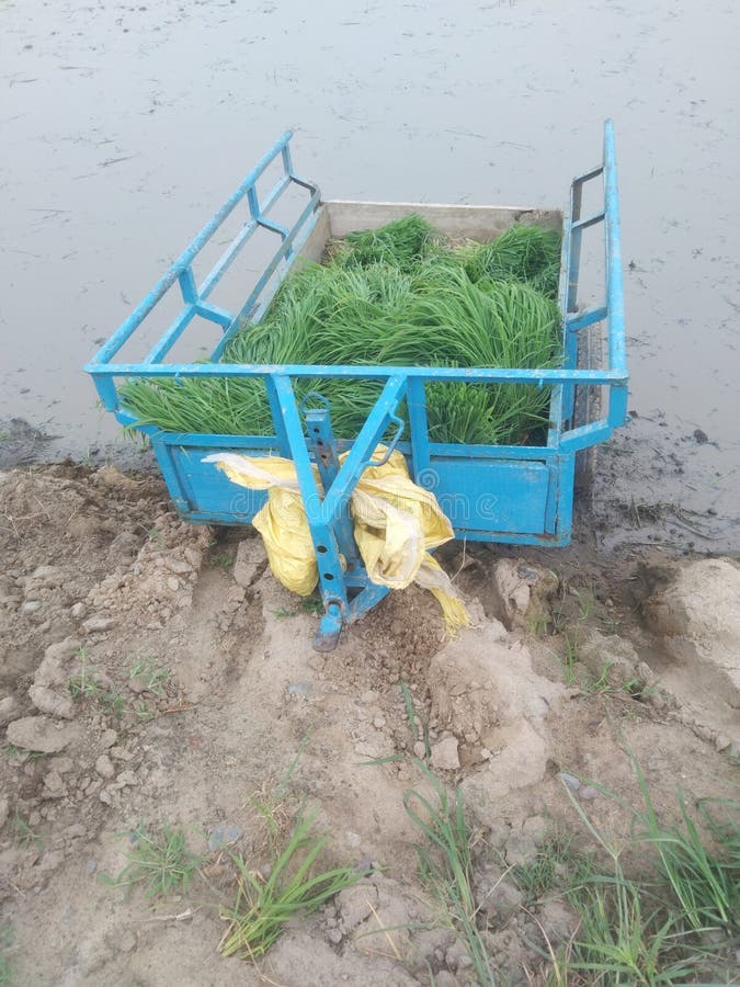 Paddy Rice Load on Mini Trolly Stock Photo - Image of garden, rice ...