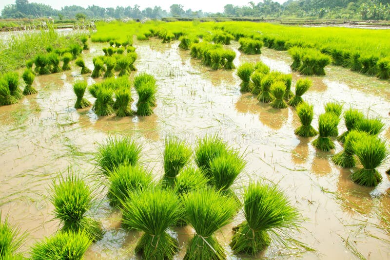 Paddy stock image. Image of rural, agriculture, cultivation - 31742061