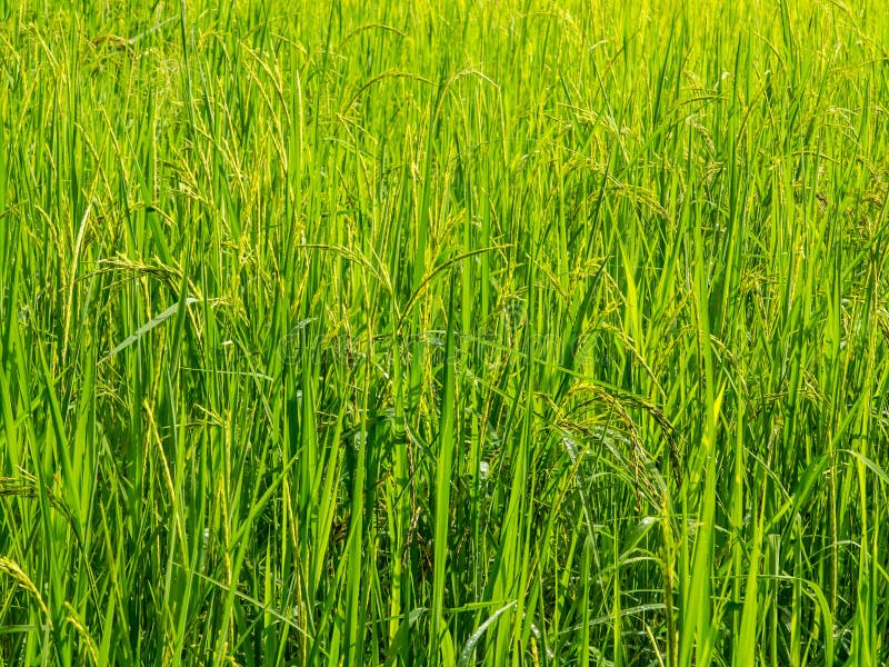 Paddy stock image. Image of freshness, plantation, field - 63742637
