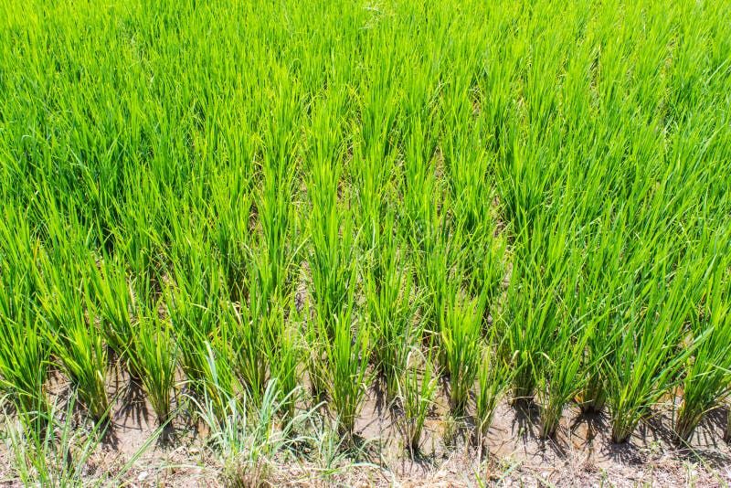 Paddy rice texture stock photo. Image of culture, plantation - 49359624