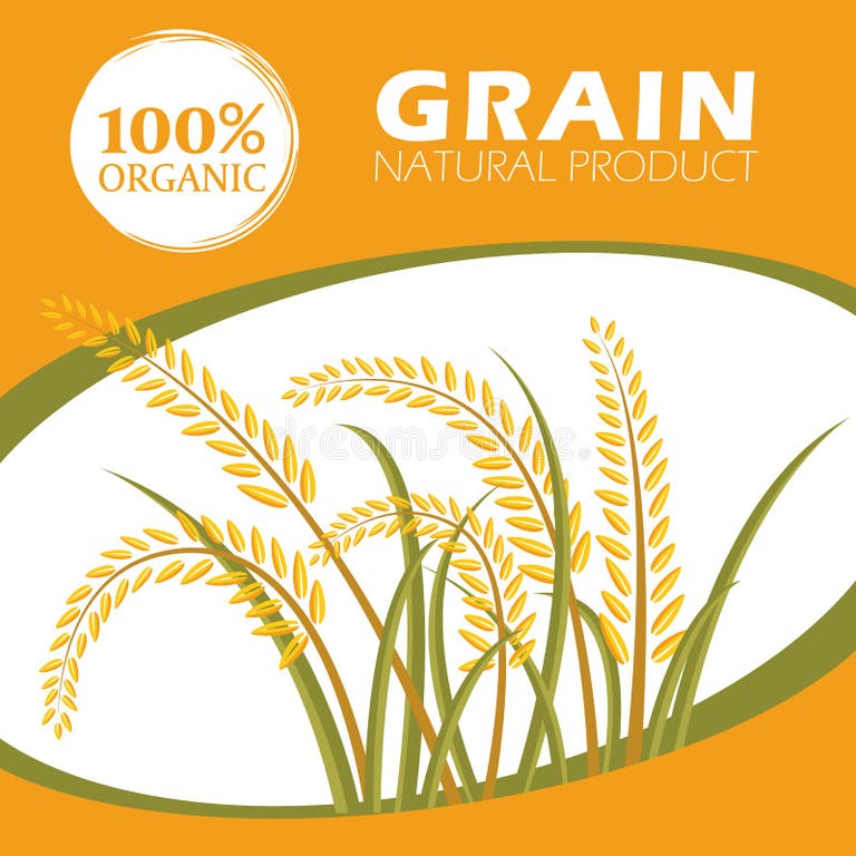 Paddy Rice Organic Grain Products - Layout Template Vector Design Stock ...