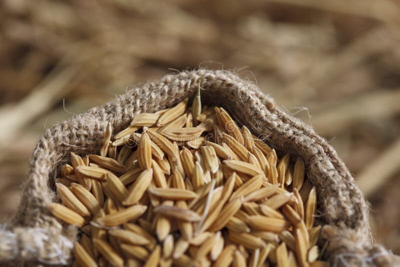 Paddy rice stock image. Image of food, farm, cereal, plant - 96438143