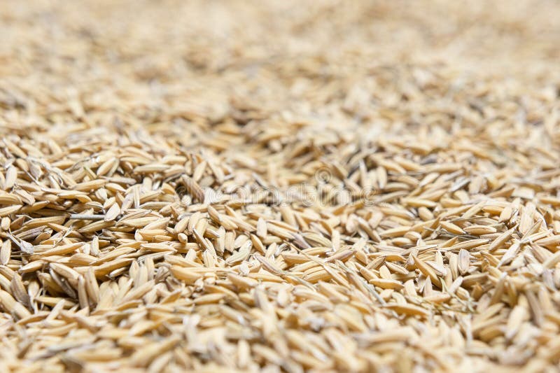 Paddy Rice, Paddy Rice Has Not Shell Out. Stock Image - Image of ...
