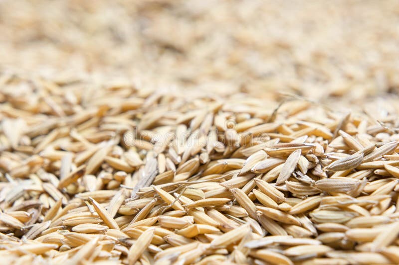 Paddy Rice, Paddy Rice Has Not Shell Out. Stock Photo - Image of food ...