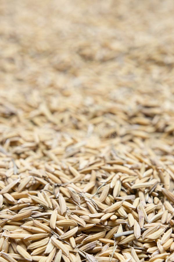 Paddy Rice, Paddy Rice Has Not Shell Out. Stock Image - Image of autumn ...